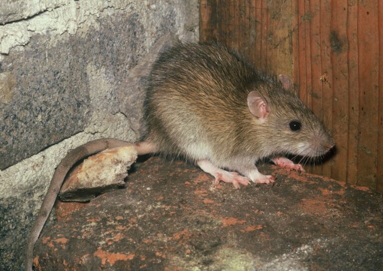 Regionálny úrad verejného zdravotníctva vyzýva na preventívnu ...